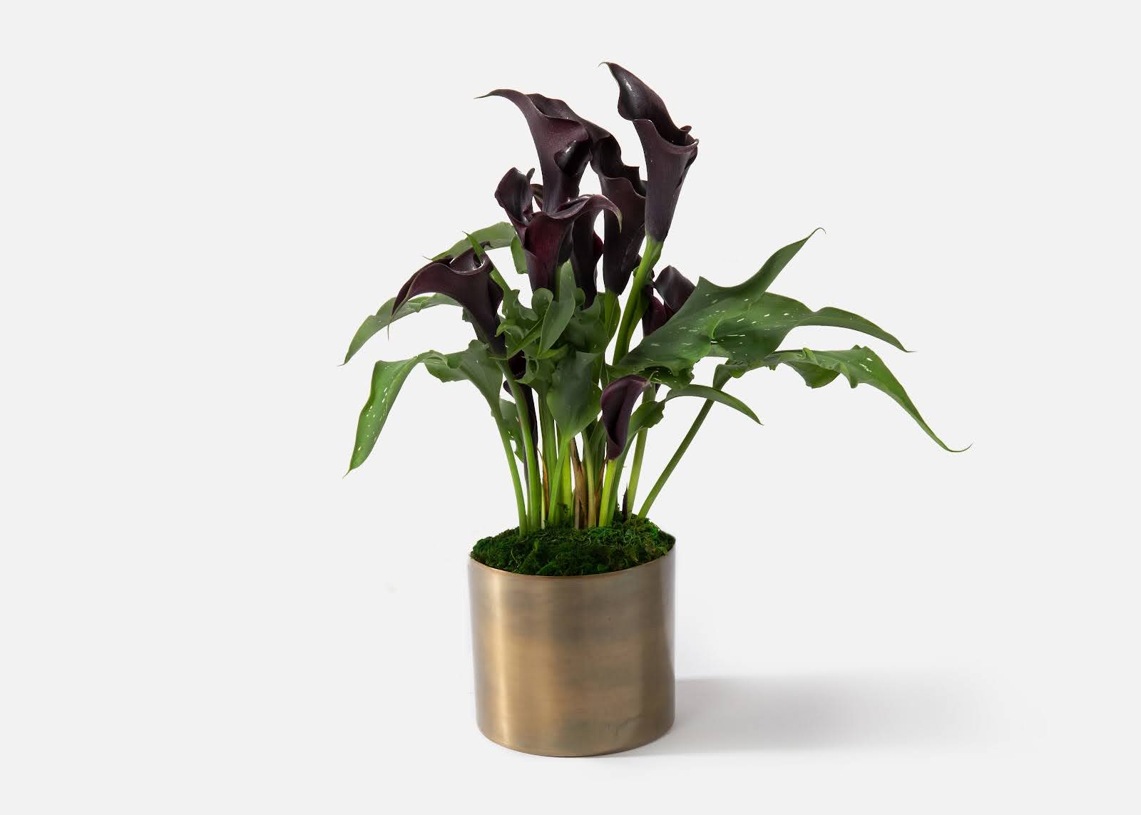 The Ultimate Guide to Midnight Calla Lilies | UrbanStems The Ultimate Guide to Midnight Calla Lilies | UrbanStems